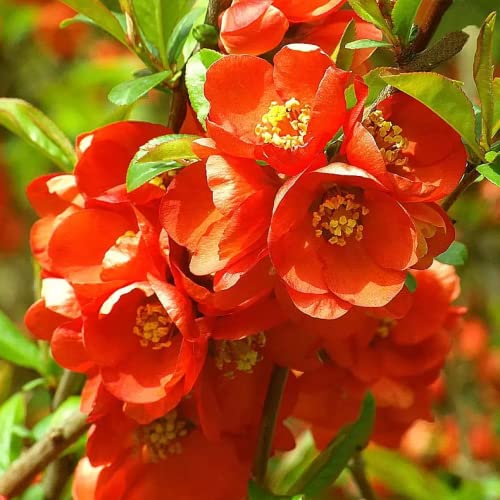 CHUXAY GARDEN Chaenomeles Speciosa-Flowering Quince,Chinese Quince,Zhou Pi Mugua 10 Seeds Striking Landscaping Plant