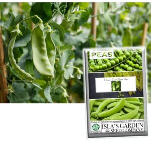 oregon giant snow pea seeds for planting, 25+ heirloom seeds per packet, (isla’s garden seeds), non gmo seeds, botanical name: pisum sativum, great home garden gift