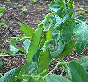 Oregon Giant Snow Pea Seeds for Planting, 25+ Heirloom Seeds Per Packet, (Isla's Garden Seeds), Non GMO Seeds, Botanical Name: Pisum sativum, Great Home Garden Gift