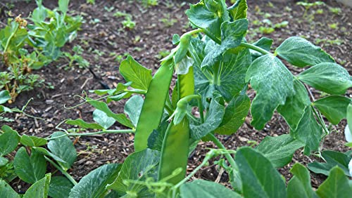 Oregon Giant Snow Pea Seeds for Planting, 25+ Heirloom Seeds Per Packet, (Isla's Garden Seeds), Non GMO Seeds, Botanical Name: Pisum sativum, Great Home Garden Gift