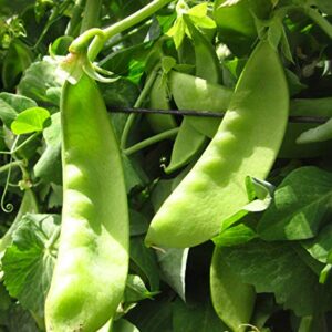 Oregon Giant Snow Pea Seeds for Planting, 25+ Heirloom Seeds Per Packet, (Isla's Garden Seeds), Non GMO Seeds, Botanical Name: Pisum sativum, Great Home Garden Gift