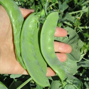 Oregon Giant Snow Pea Seeds for Planting, 25+ Heirloom Seeds Per Packet, (Isla's Garden Seeds), Non GMO Seeds, Botanical Name: Pisum sativum, Great Home Garden Gift