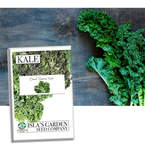 Dwarf Siberian Kale Seeds for Planting, 500+ Heirloom Seeds Per Packet, (Isla's Garden Seeds), Non GMO Seeds, Botanical Name: Brassica oleracea, Great Home Garden Gift