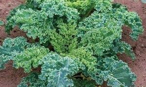 Dwarf Siberian Kale Seeds for Planting, 500+ Heirloom Seeds Per Packet, (Isla's Garden Seeds), Non GMO Seeds, Botanical Name: Brassica oleracea, Great Home Garden Gift