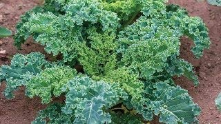 Dwarf Siberian Kale Seeds for Planting, 500+ Heirloom Seeds Per Packet, (Isla's Garden Seeds), Non GMO Seeds, Botanical Name: Brassica oleracea, Great Home Garden Gift