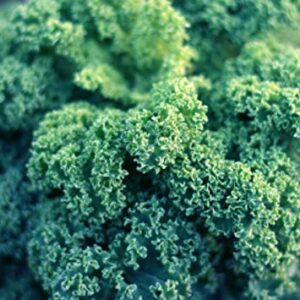 Dwarf Siberian Kale Seeds for Planting, 500+ Heirloom Seeds Per Packet, (Isla's Garden Seeds), Non GMO Seeds, Botanical Name: Brassica oleracea, Great Home Garden Gift