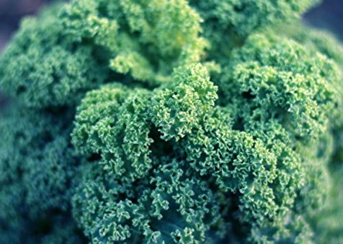 Dwarf Siberian Kale Seeds for Planting, 500+ Heirloom Seeds Per Packet, (Isla's Garden Seeds), Non GMO Seeds, Botanical Name: Brassica oleracea, Great Home Garden Gift