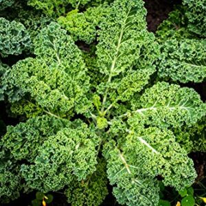 Dwarf Siberian Kale Seeds for Planting, 500+ Heirloom Seeds Per Packet, (Isla's Garden Seeds), Non GMO Seeds, Botanical Name: Brassica oleracea, Great Home Garden Gift