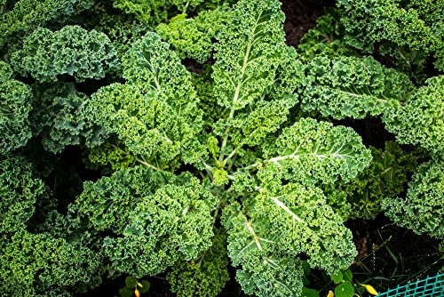 Dwarf Siberian Kale Seeds for Planting, 500+ Heirloom Seeds Per Packet, (Isla's Garden Seeds), Non GMO Seeds, Botanical Name: Brassica oleracea, Great Home Garden Gift