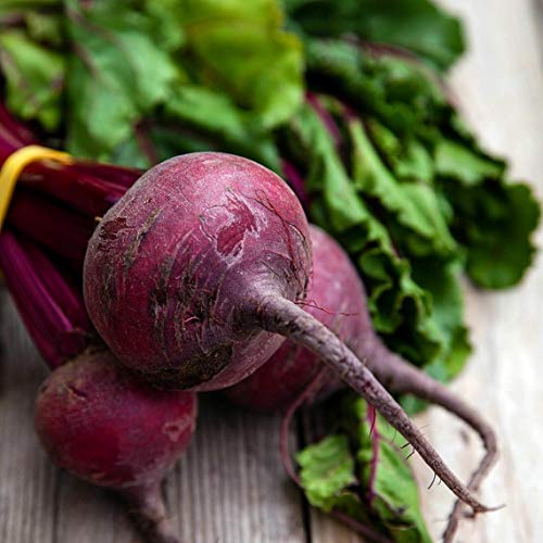 1200 Detroit Dark Red Beet Seeds for Planting 1 Ounce of Seeds Non GMO and Heirloom Survival Vegetable Garden Bulk Seeds