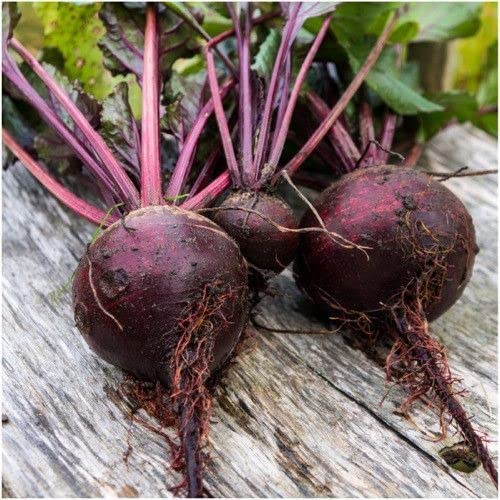 1200 Detroit Dark Red Beet Seeds for Planting 1 Ounce of Seeds Non GMO and Heirloom Survival Vegetable Garden Bulk Seeds