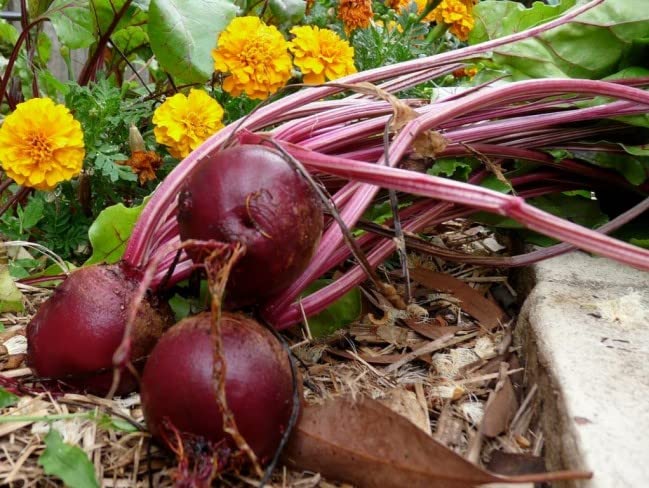 1200 Detroit Dark Red Beet Seeds for Planting 1 Ounce of Seeds Non GMO and Heirloom Survival Vegetable Garden Bulk Seeds