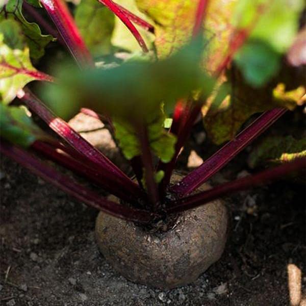 1200 Detroit Dark Red Beet Seeds for Planting 1 Ounce of Seeds Non GMO and Heirloom Survival Vegetable Garden Bulk Seeds