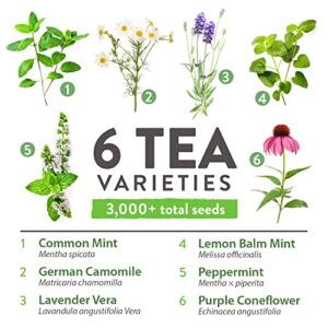 Medicinal Herb Seeds Collection | 6 Heirloom Tea Seeds | Non GMO Lavender, Chamomile, Mint Seeds for Planting Outdoors & Indoors - Lemon Balm, Peppermint, Echinacea | Gardening Gifts for Women & Men