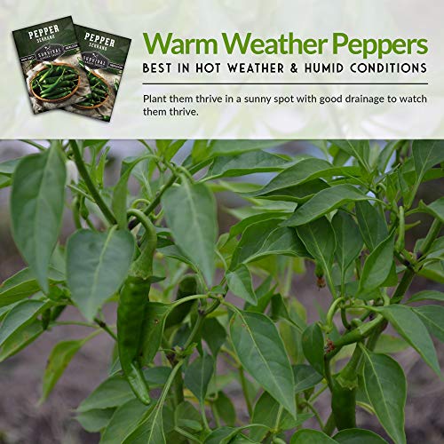 Survival Garden Seeds - Serrano Pepper Seed for Planting - Packet with Instructions to Plant and Grow Spicy Mexican Peppers in Your Home Vegetable Garden - Non-GMO Heirloom Variety