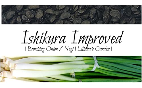 Fast-Growing Bunching Onion Seeds -"Ishikura Improved" - Liliana's Garden - USA Grown Heirloom Seeds