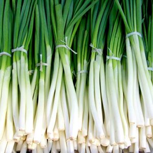 Fast-Growing Bunching Onion Seeds -"Ishikura Improved" - Liliana's Garden - USA Grown Heirloom Seeds