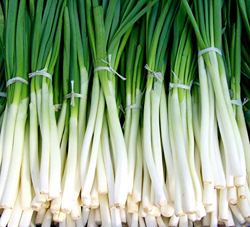 Fast-Growing Bunching Onion Seeds -"Ishikura Improved" - Liliana's Garden - USA Grown Heirloom Seeds