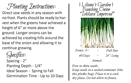 Fast-Growing Bunching Onion Seeds -"Ishikura Improved" - Liliana's Garden - USA Grown Heirloom Seeds