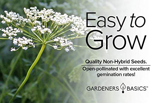 Anise Seeds for Planting is A Heirloom, Non-GMO Herb Variety- Pimpinella Anisum Herb Seeds Great for Indoor and Outdoor Gardening by Gardeners Basics