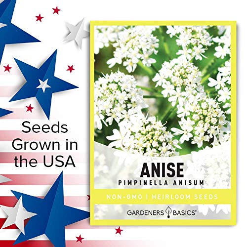 Anise Seeds for Planting is A Heirloom, Non-GMO Herb Variety- Pimpinella Anisum Herb Seeds Great for Indoor and Outdoor Gardening by Gardeners Basics