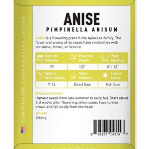 Anise Seeds for Planting is A Heirloom, Non-GMO Herb Variety- Pimpinella Anisum Herb Seeds Great for Indoor and Outdoor Gardening by Gardeners Basics