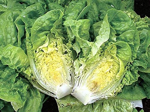 "Little Gem" Butterhead Lettuce Seeds for Planting, 1000+ Heirloom Seeds Per Packet, (Isla's Garden Seeds), Non GMO Seeds, Scientific Name: Lactuca Sativa, Great Home Garden Gift