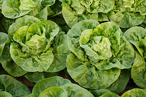 "Little Gem" Butterhead Lettuce Seeds for Planting, 1000+ Heirloom Seeds Per Packet, (Isla's Garden Seeds), Non GMO Seeds, Scientific Name: Lactuca Sativa, Great Home Garden Gift