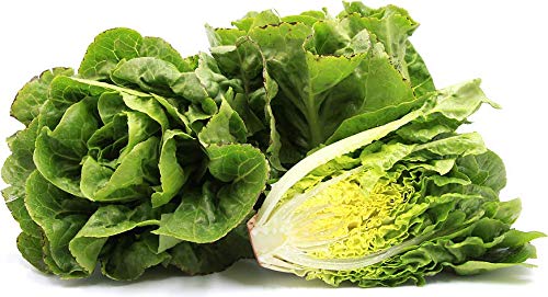 "Little Gem" Butterhead Lettuce Seeds for Planting, 1000+ Heirloom Seeds Per Packet, (Isla's Garden Seeds), Non GMO Seeds, Scientific Name: Lactuca Sativa, Great Home Garden Gift