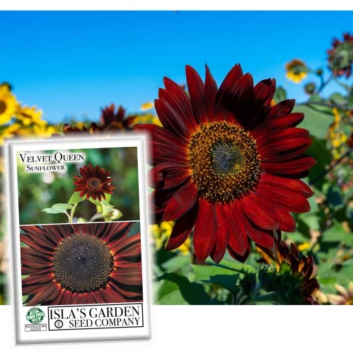 Velvet Queen Mix Sunflower Seeds for Planting, 50+ Seeds Per Packet, (Isla's Garden Seeds), Non GMO & Heirloom Seeds, Scientific Name: Helianthus annuus, Great Home Garden Gift