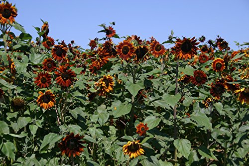 Velvet Queen Mix Sunflower Seeds for Planting, 50+ Seeds Per Packet, (Isla's Garden Seeds), Non GMO & Heirloom Seeds, Scientific Name: Helianthus annuus, Great Home Garden Gift