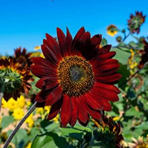 Velvet Queen Mix Sunflower Seeds for Planting, 50+ Seeds Per Packet, (Isla's Garden Seeds), Non GMO & Heirloom Seeds, Scientific Name: Helianthus annuus, Great Home Garden Gift