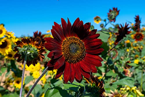 Velvet Queen Mix Sunflower Seeds for Planting, 50+ Seeds Per Packet, (Isla's Garden Seeds), Non GMO & Heirloom Seeds, Scientific Name: Helianthus annuus, Great Home Garden Gift