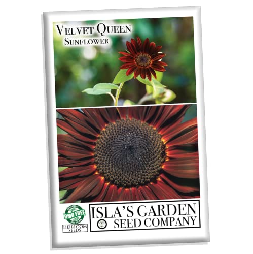 Velvet Queen Mix Sunflower Seeds for Planting, 50+ Seeds Per Packet, (Isla's Garden Seeds), Non GMO & Heirloom Seeds, Scientific Name: Helianthus annuus, Great Home Garden Gift