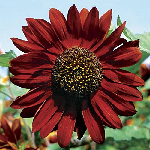 Velvet Queen Mix Sunflower Seeds for Planting, 50+ Seeds Per Packet, (Isla's Garden Seeds), Non GMO & Heirloom Seeds, Scientific Name: Helianthus annuus, Great Home Garden Gift