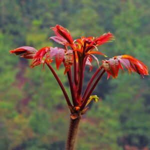 chinese mahogany live plant tree seedings,14-17inch height chinese red toon tree great for home and garden yards planting