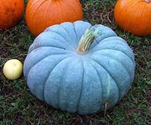 exotic blue pumpkin seeds | 20 seeds packet | blue jarrahdale pumpkin seeds