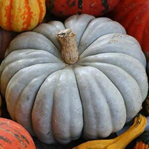 Exotic Blue Pumpkin Seeds | 20 Seeds Packet | Blue Jarrahdale Pumpkin Seeds