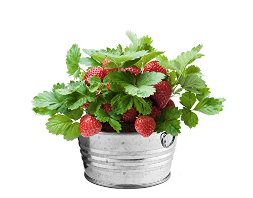 BUZZY Kids Mini Basin Seed Grow Kit | Strawberry | Kids Collection | Best Gardening Gifts, Favors, Weddings, Parties, Events, Modern, Trendy, Unique, and Fun | Growth Guaranteed