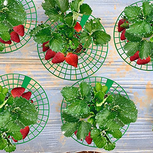 codree 10 Pack Strawberry Plant Supports, Strawberry Plant Stand with 3 Sturdy Legs, Strawberry Growing Racks, Strawberry Growing Frame, Protecting Strawberry Plants from Mold, Rot and Dirt, Green