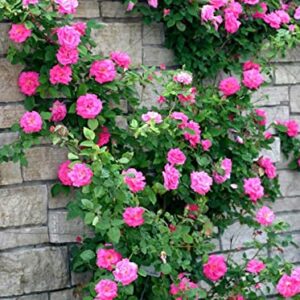 Gro From Climbing Rose Seeds for Planting Outdoors - Rosa Bush Vine Rose Heirloom Flowers Garden 250+ Seeds