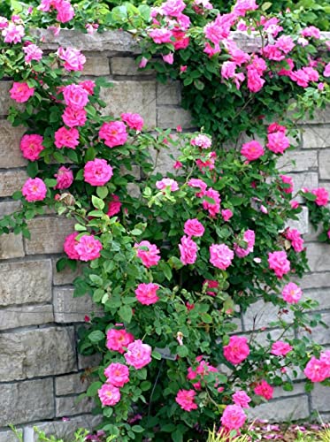 Gro From Climbing Rose Seeds for Planting Outdoors - Rosa Bush Vine Rose Heirloom Flowers Garden 250+ Seeds