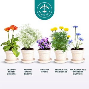 Flower Growing Kit by Beanstalk - 5 Types of Non-GMO Flower Seeds, Bachelor Button, Zinnia, Marigold, Virginia Stock, Baby's Breath - Best Birthday Garden Plant Gifts for Girls, Kids Age 5 6 7 8 9 10