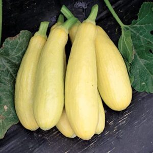 david’s garden seeds squash summer early prolific straightneck fba-00021 (yellow) 50 non-gmo, heirloom seeds