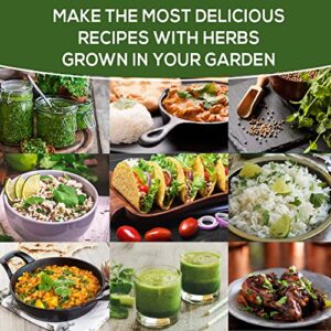 Cilantro Seeds for Planting Home Garden Herbs - Individual Pack of 300+ Heirloom Seeds, Suitable for Outdoors, Indoors, and Hydroponics - Non-GMO, Non-Hybrid, Untreated, and USA Grown Variety