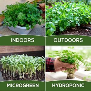 Cilantro Seeds for Planting Home Garden Herbs - Individual Pack of 300+ Heirloom Seeds, Suitable for Outdoors, Indoors, and Hydroponics - Non-GMO, Non-Hybrid, Untreated, and USA Grown Variety