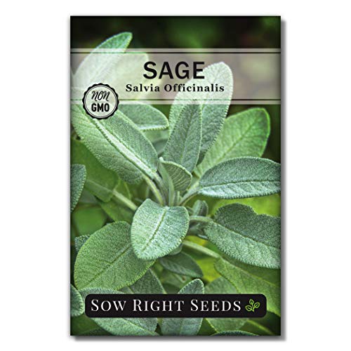 Sow Right Seeds - Sage Seeds for Planting - Non-GMO Heirloom Sage Seeds with Instructions to Plant and Grow Kitchen Herb Garden, Indoor or Outdoor; Great Garden Gift (1)