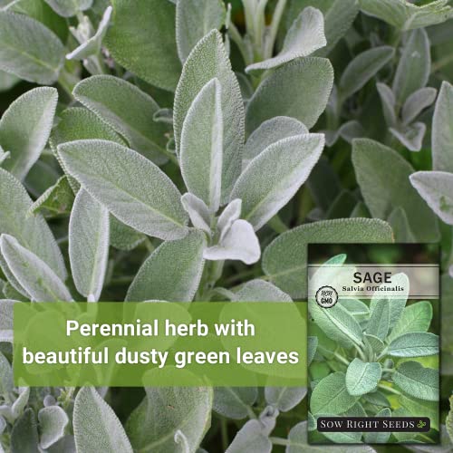 Sow Right Seeds - Sage Seeds for Planting - Non-GMO Heirloom Sage Seeds with Instructions to Plant and Grow Kitchen Herb Garden, Indoor or Outdoor; Great Garden Gift (1)