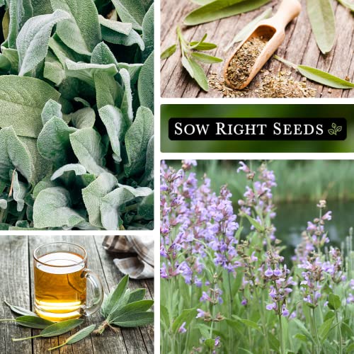 Sow Right Seeds - Sage Seeds for Planting - Non-GMO Heirloom Sage Seeds with Instructions to Plant and Grow Kitchen Herb Garden, Indoor or Outdoor; Great Garden Gift (1)