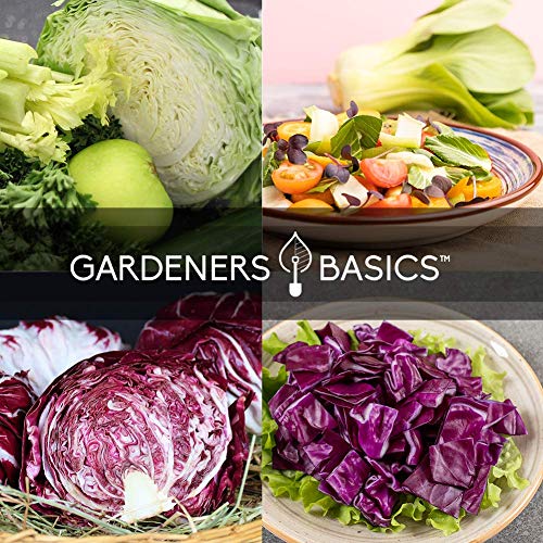 Cabbage Seeds for Planting 5 Individual Packets Bok Choy, Michihili (Napa) Chinese Cabbage, Red, Golden Acre and Copenhagen Market Early for Your Non GMO Heirloom Vegetable Garden by Gardeners Basics